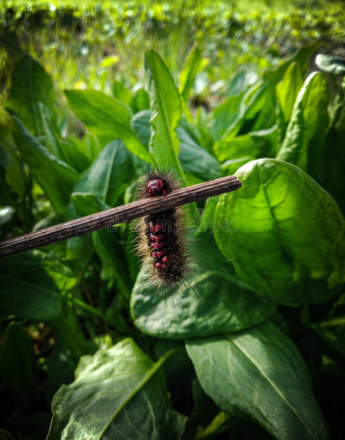 Nature Caterpillar Beautify Stock Photo - Image of butterfly, wildlife ...