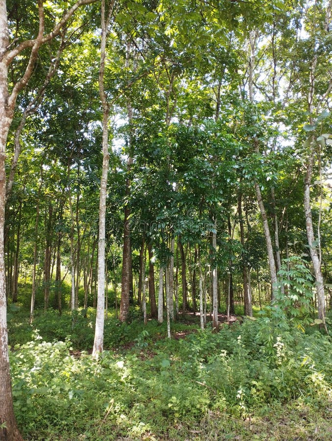 Green Nature and Clear Groups of Trees Stock Photo - Image of bright ...