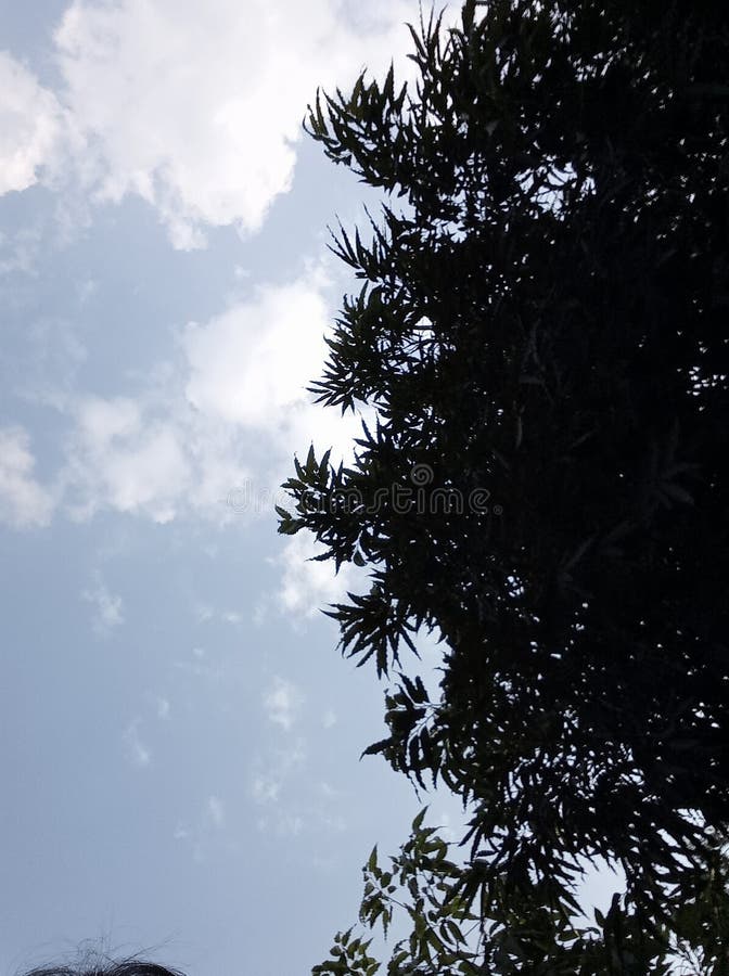 Green stock image. Image of nature, green, tree, cloud - 163532989