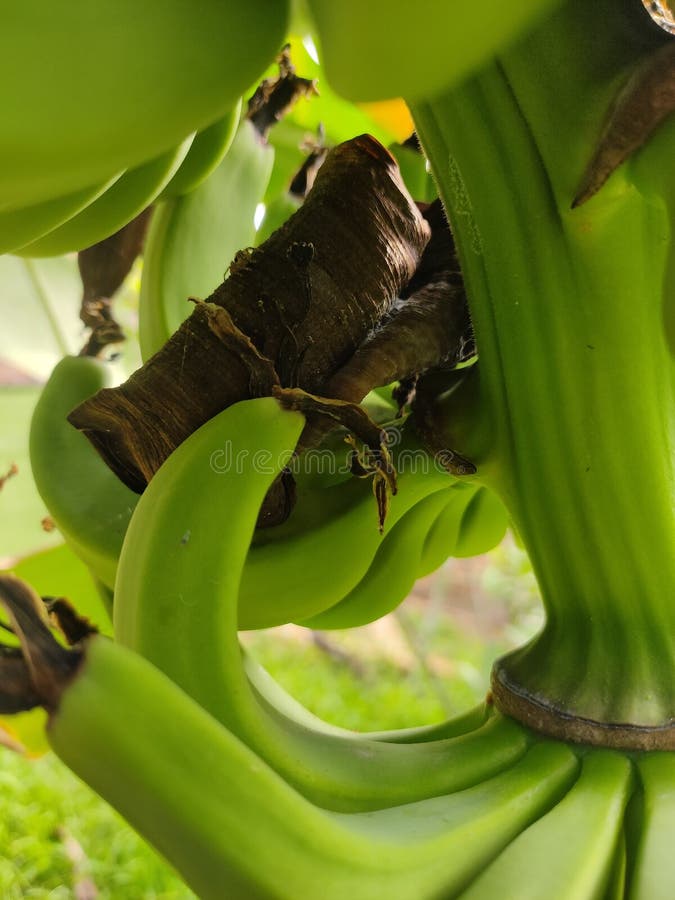 Green Nature Combined with Fresh Bananas Stock Image - Image of beetle ...