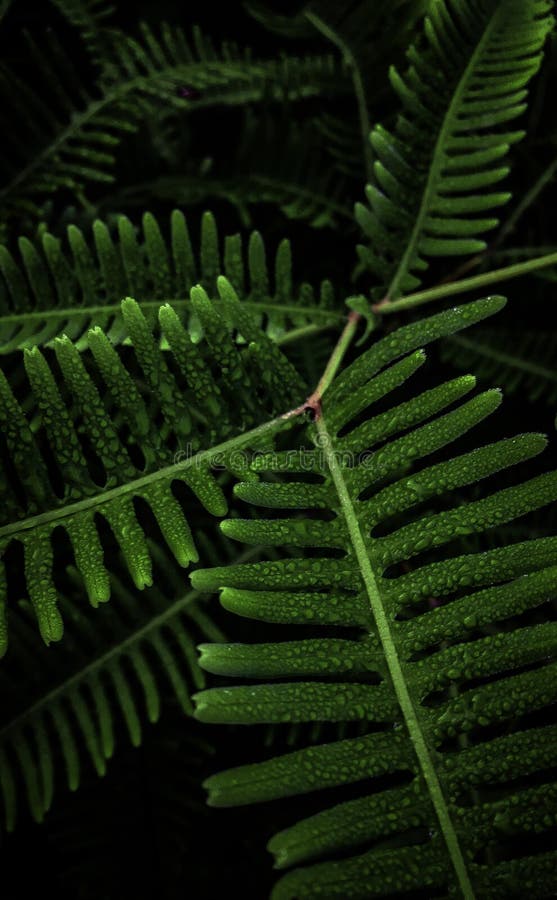 Green Nature Fresh Potrait Background Leaves Grass Stock Image - Image ...