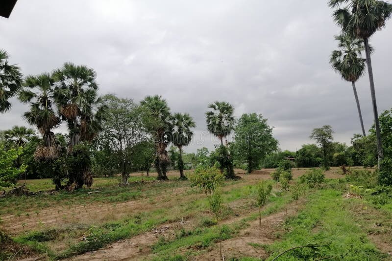 Green Nature with Good Atmosphere Stock Photo - Image of green, field ...