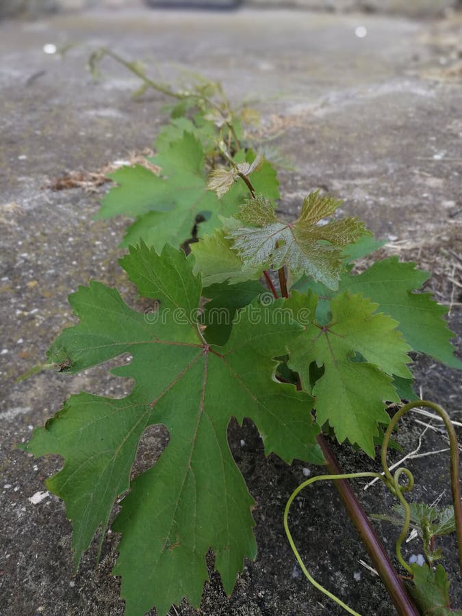 Green, Nature, Ground, Summer, Grape Stock Photo - Image of summer ...