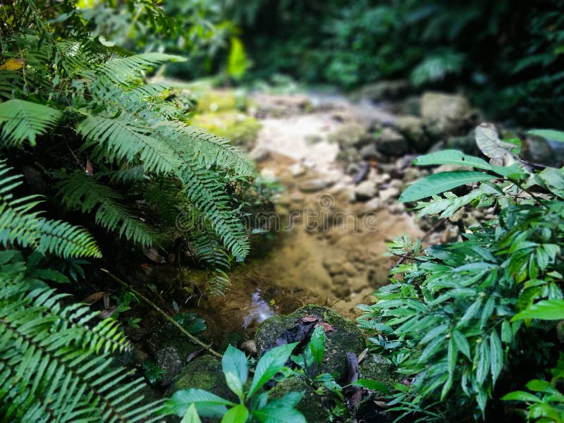 Green Nature at the jungle stock photo. Image of leaf - 257960818