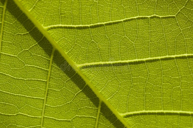 Green nature leaf stock photo. Image of color, green - 19765902