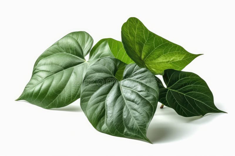 Green Nature Leaves. High Resolution, Isolate on White Background ...