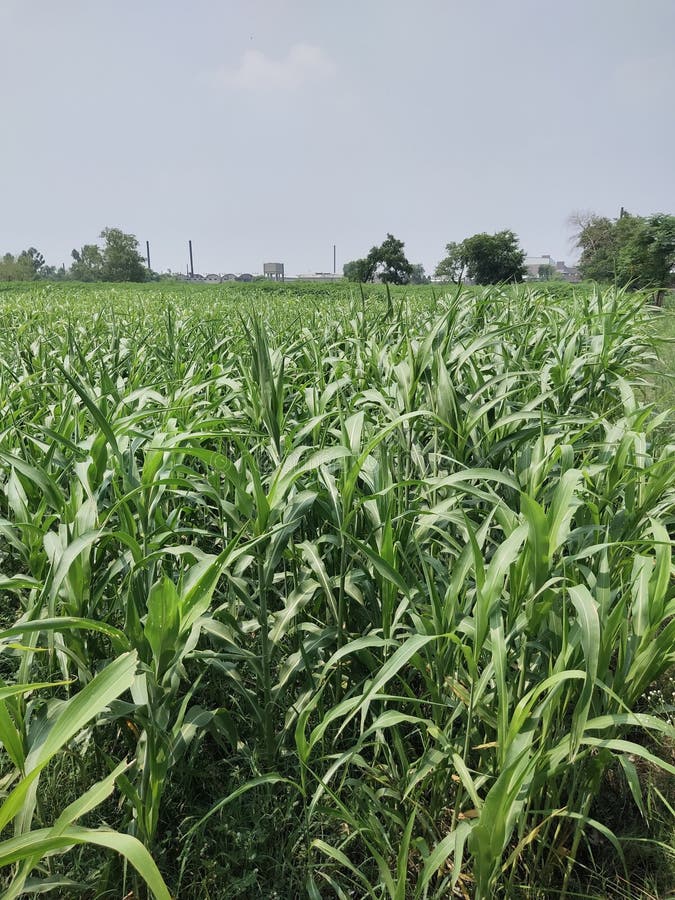 Green nature leef stock image. Image of green, lawn - 210094389