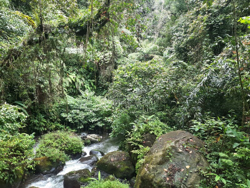 Green Nature at Lembah Purba Sukabumi Stock Image - Image of java ...