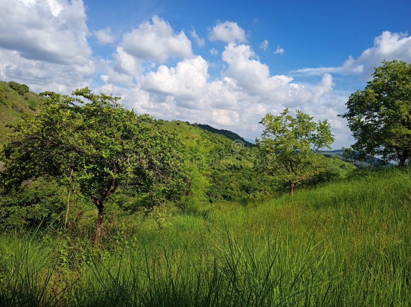 Green Nature Mountain Tree Grass Skies Weather Stock Image - Image of ...