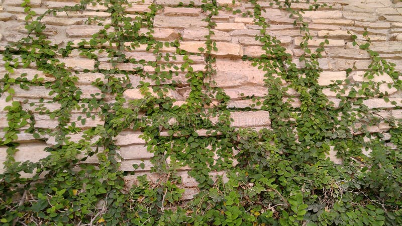 Green nature over the wall stock image. Image of nature - 109061299