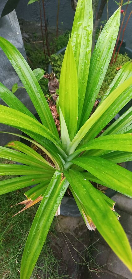 276 Pandan Leave Stock Photos - Free & Royalty-Free Stock Photos from ...