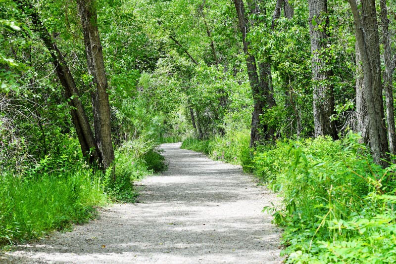 Green nature path stock photo. Image of trees, green - 79179310