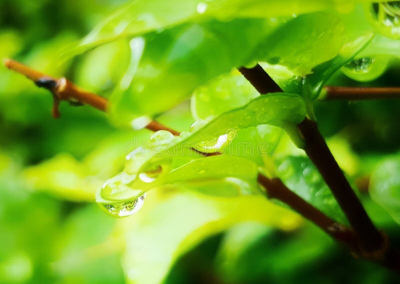 Green Nature Pattern Texture Background Stock Photo - Image of flower ...