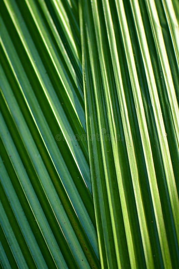 Green Nature Patterns for Background Stock Image - Image of beautiful ...