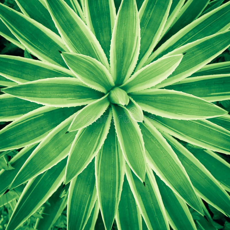 Green Nature Plant Texture Background Stock Image - Image of texture ...