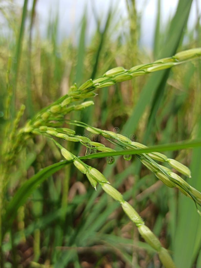 Green Nature Rice seed stock image. Image of nature - 202604757