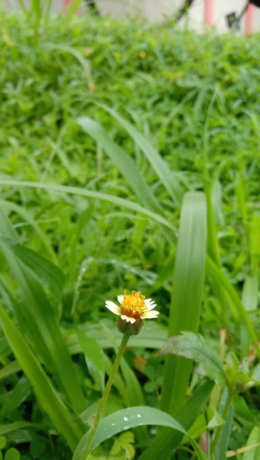 Green Nature, Small Flower, Cute Flower, Beauty of Nature Stock Photo ...
