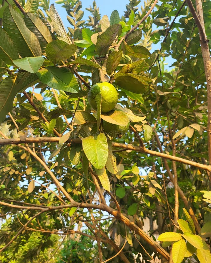 Green Nature in South India Karnataka Stock Photo - Image of tree ...