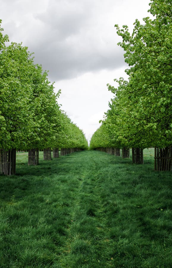 Green, Nature, Tree, Vegetation Picture. Image: 116331957