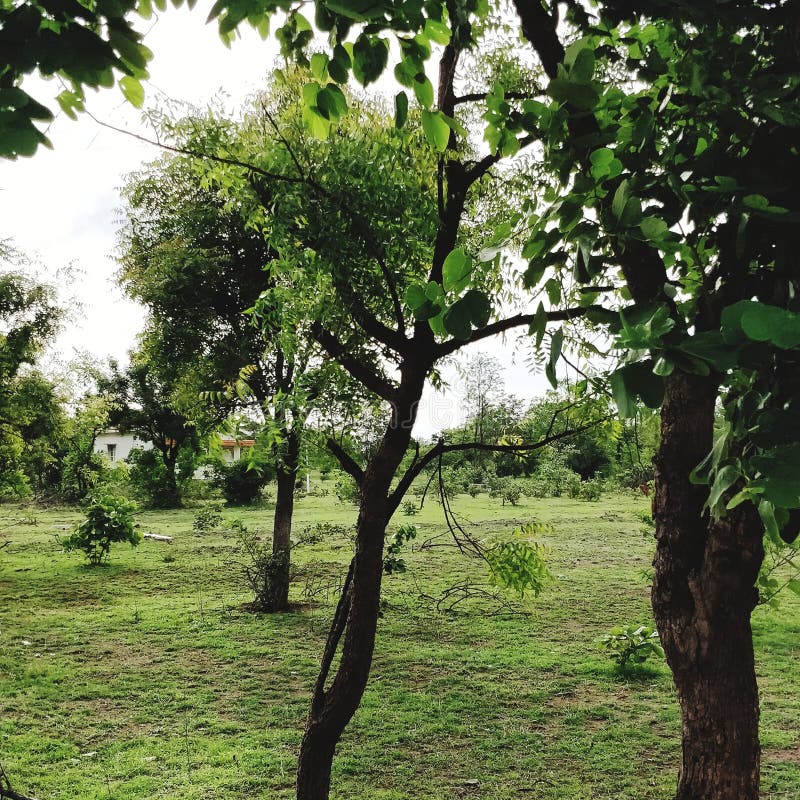 Green Nature Trees Grass Field Pleasent Stock Image - Image of natural ...