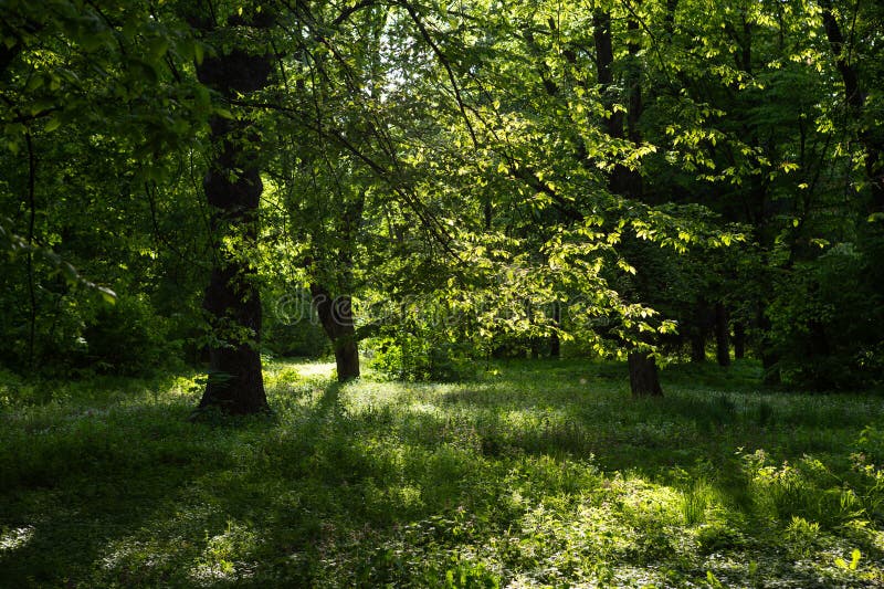 Green Nature with Trees and Sunny Light Spring Concept Stock Photo ...