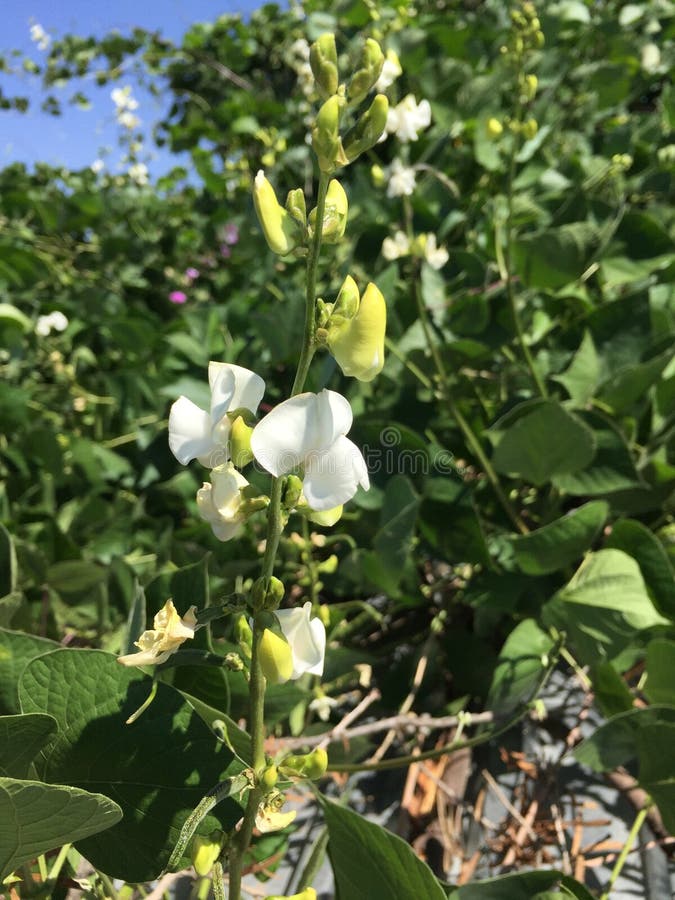 Lima Beans Flower White and Pink Stock Photo - Image of flower, green ...