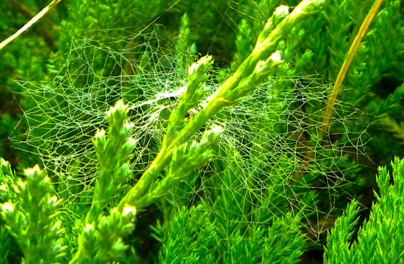 Green Needle Bush with Rain Drops after Rain Stock Photo - Image of ...