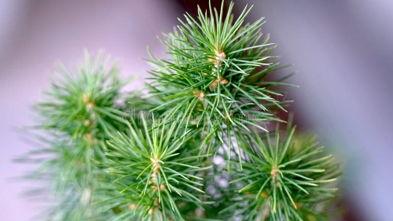 Green fir-needle stock photo. Image of needle, buckle - 3302338