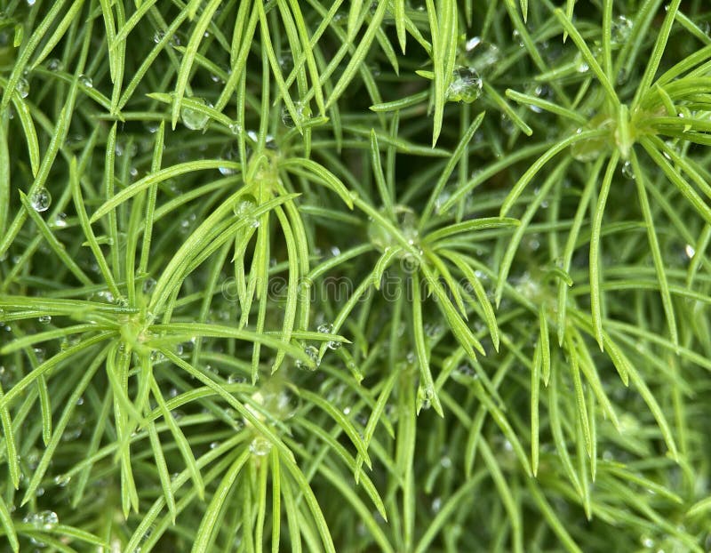 Green needle stock photo. Image of rain, green, leaves - 220708570