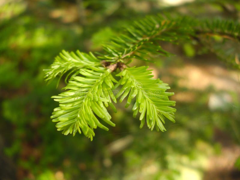 Green Needle Leaves in Spring Stock Photo - Image of wood, season: 60460538