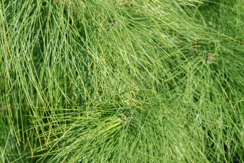 Green Needle Shape Leaves Background Stock Photo - Image of texture ...