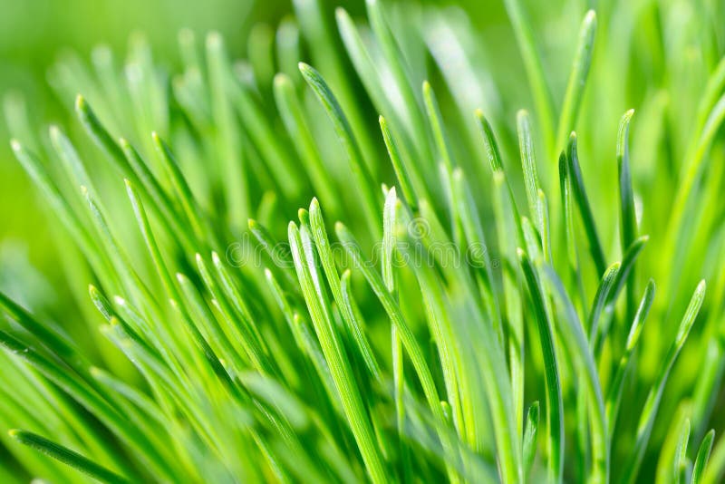 Green Needles and Plant Leaves Stock Photo - Image of multicolored ...
