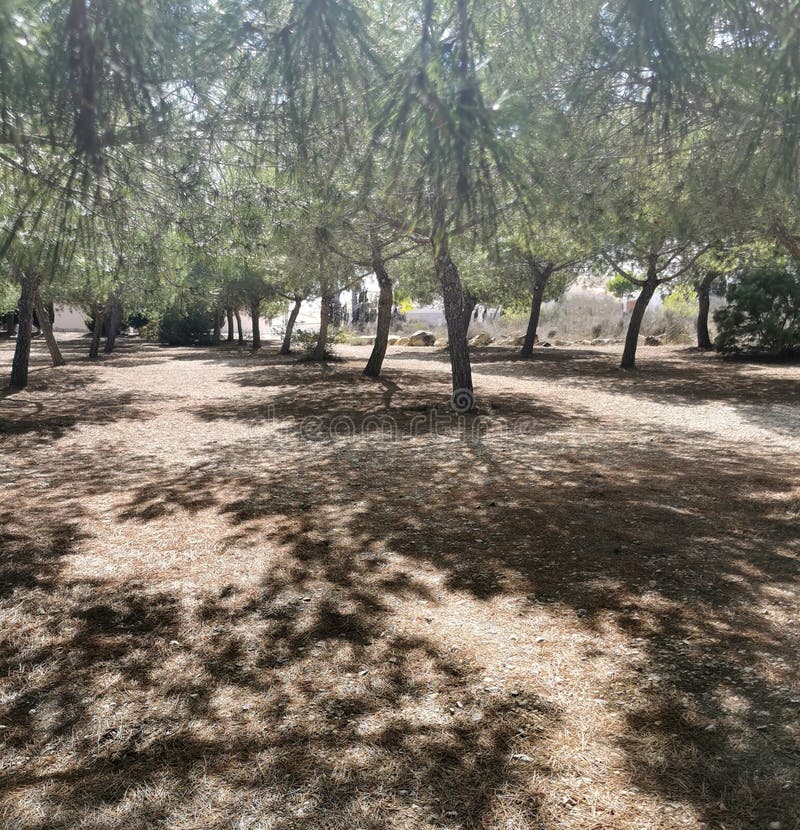 Green Needles on Pine Trees in the Forest among the Dunes Stock Image ...