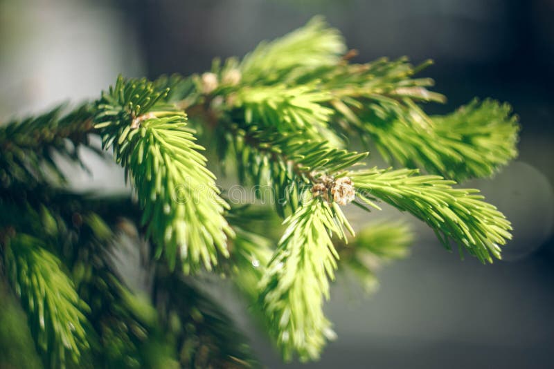 Green needles stock photo. Image of street, needles, russia - 94588720