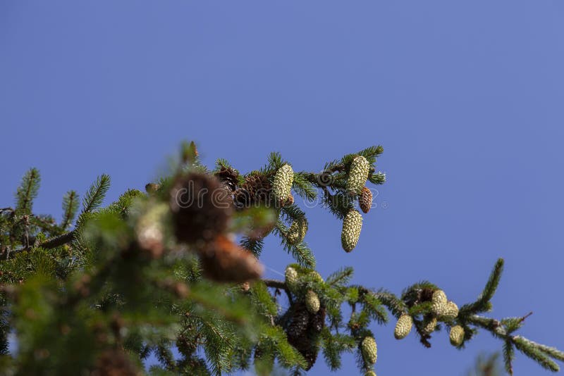 Green Needles on a Tall Spruce Tree with Cones Stock Image - Image of ...