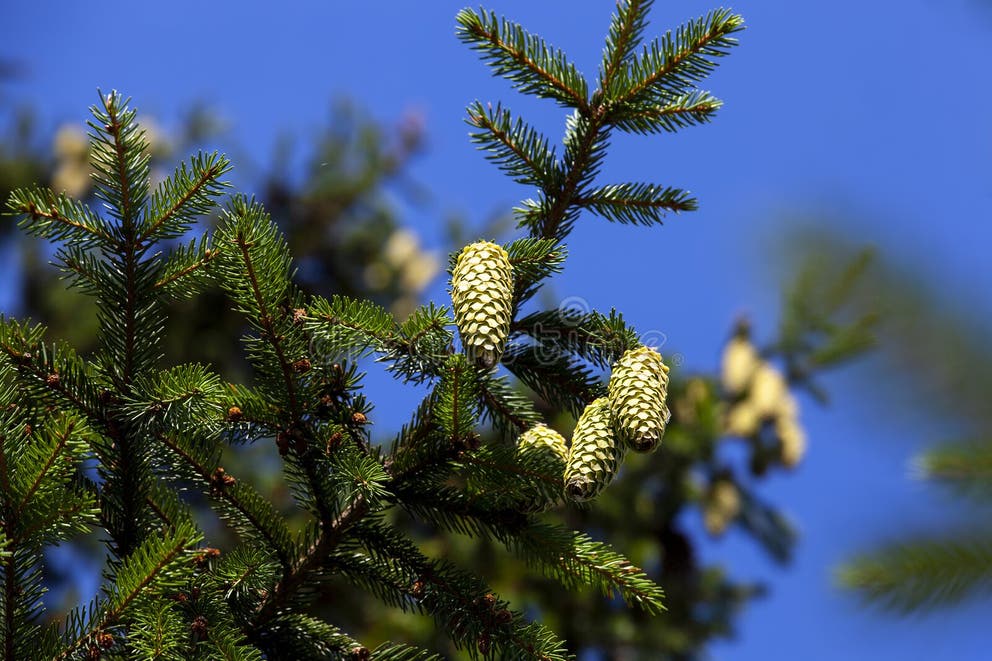 Green Needles on a Tall Spruce Tree with Cones Stock Photo - Image of ...