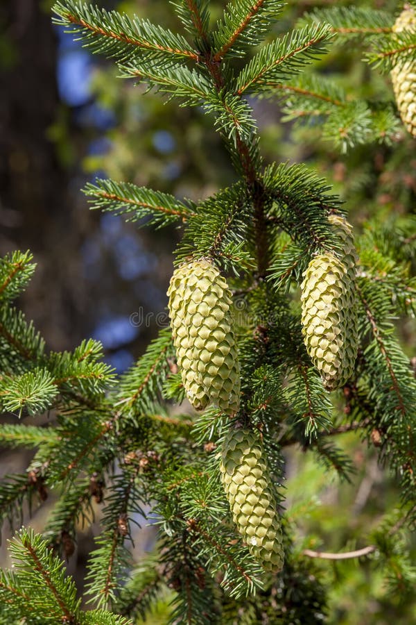 Green Needles on a Tall Spruce Tree with Cones Stock Photo - Image of ...