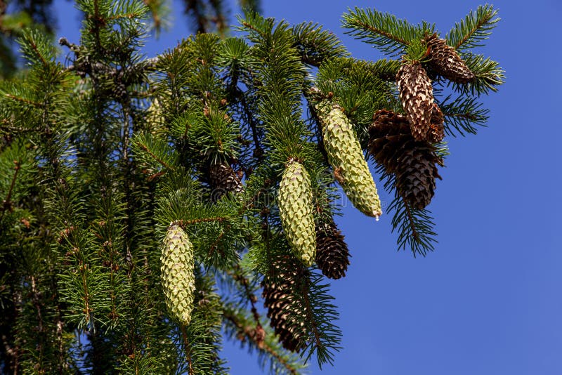 Green Needles on a Tall Spruce Tree with Cones Stock Photo - Image of ...