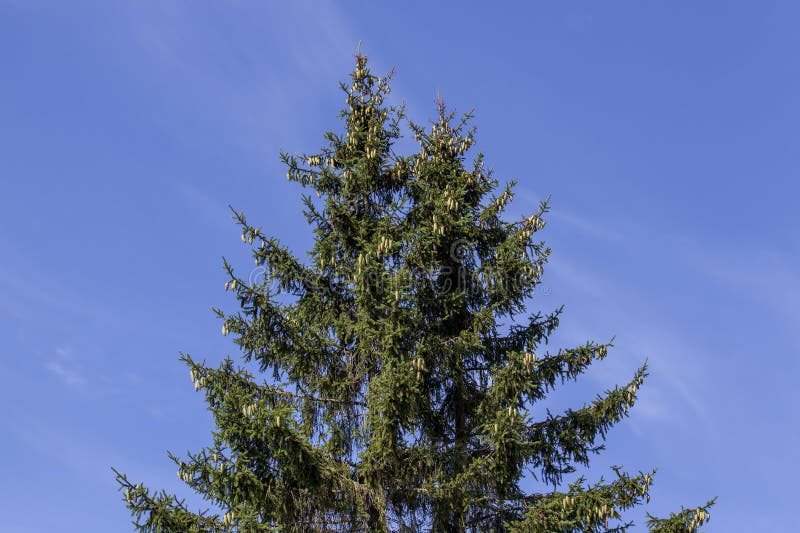 Green Needles on a Tall Spruce Tree with Cones Stock Image - Image of ...