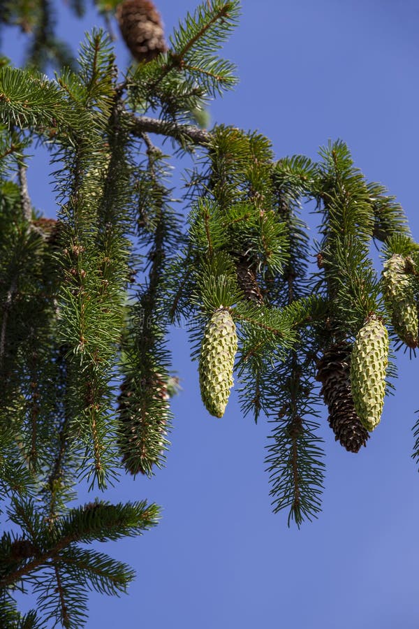Green Needles on a Tall Spruce Tree with Cones Stock Photo - Image of ...