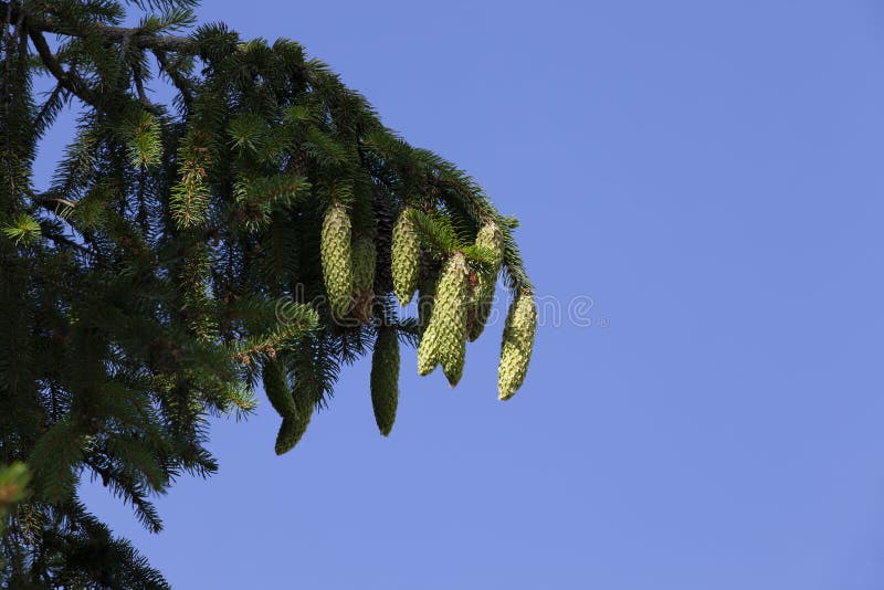 Green Needles on a Tall Spruce Tree with Cones Stock Image - Image of ...