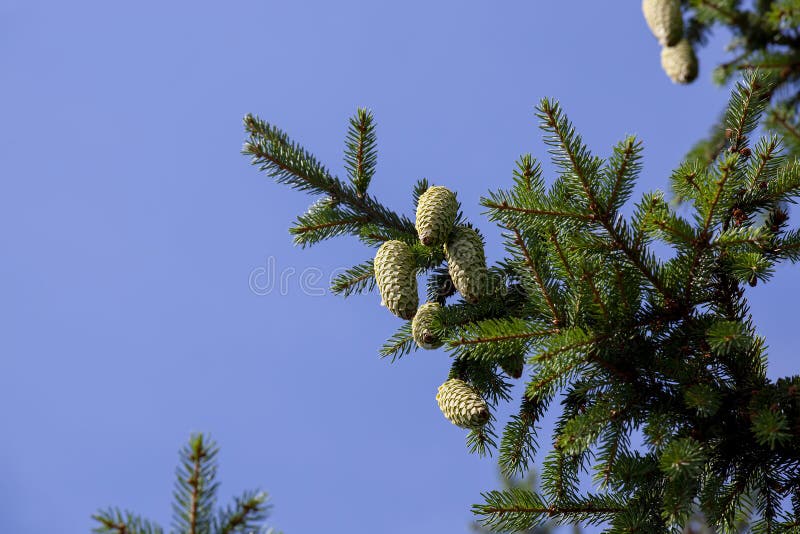 Green Needles on a Tall Spruce Tree with Cones Stock Image - Image of ...