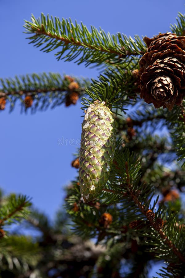 Green Needles on a Tall Spruce Tree with Cones Stock Photo - Image of ...