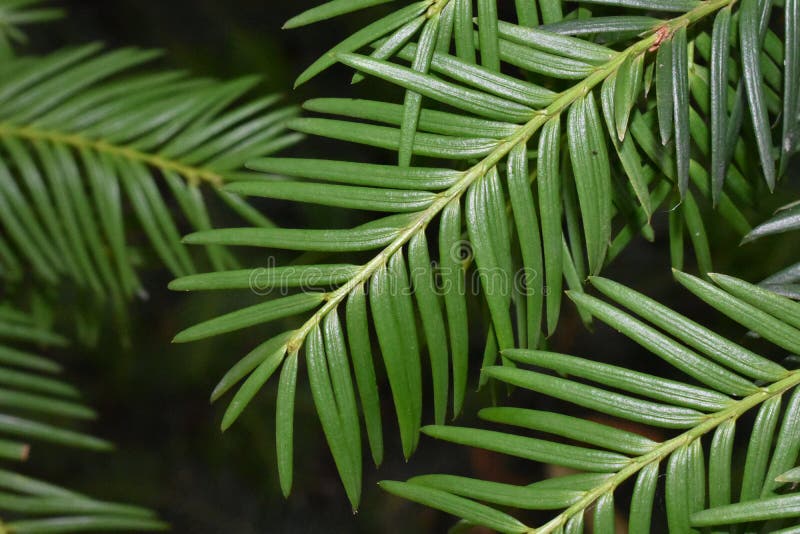 Green needles stock image. Image of happy, woods, plants - 97635121