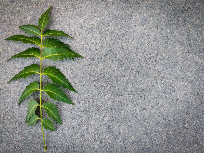 Green Neem Leaves Isolated on Grey Background.Daylight Stock Photo ...