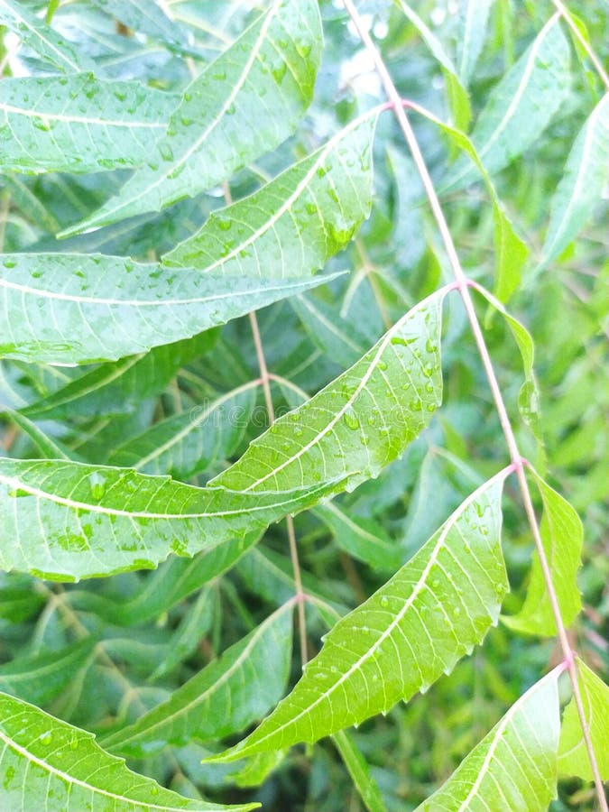 Green Neem Leaves in Tamilnadu after Rainfall Stock Image - Image of ...