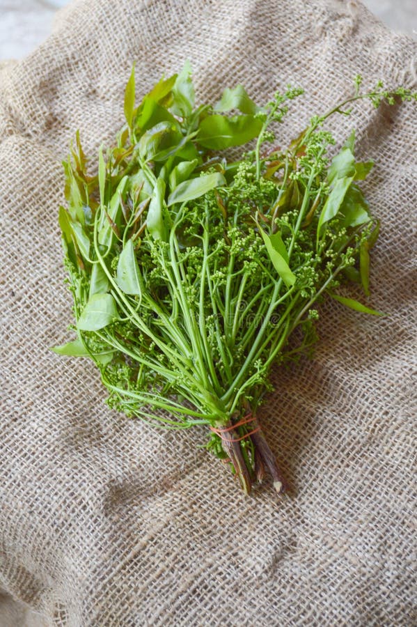 Neem plan tree in garden stock image. Image of natural - 70760339