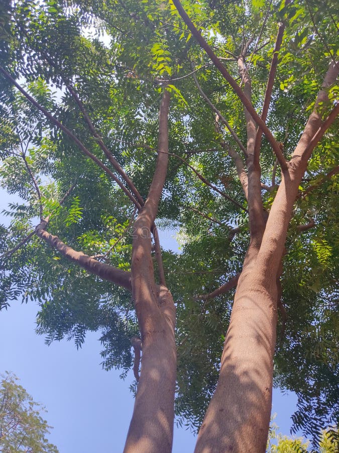 264 Neem Trunk Stock Photos - Free & Royalty-Free Stock Photos from ...