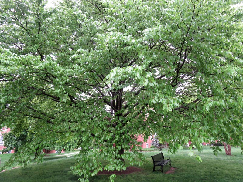 Green Neighborhood Tree in Spring Stock Photo - Image of tree, nature ...