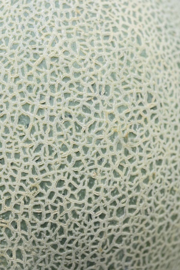 Green neon melon stock image. Image of scratchy, nature - 195965753